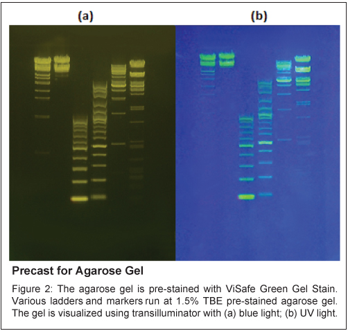 NEW DYES - ViSafe Red Gel Stain and ViSafe Green Gel Stain